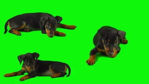 Green Screen Dog Stock Footage ~ Royalty Free Stock Videos | Page 6