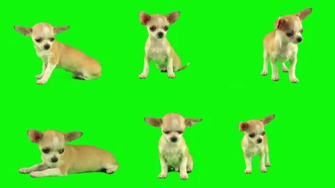 Green Screen Dog Stock Footage ~ Royalty Free Stock Videos | Page 6