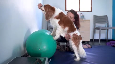 Dog Eat Treats Stock Videos – Royalty-Free HD & 4K Videos