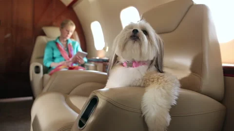 Dog relaxing on seat in private jet with... | Stock Video | Pond5
