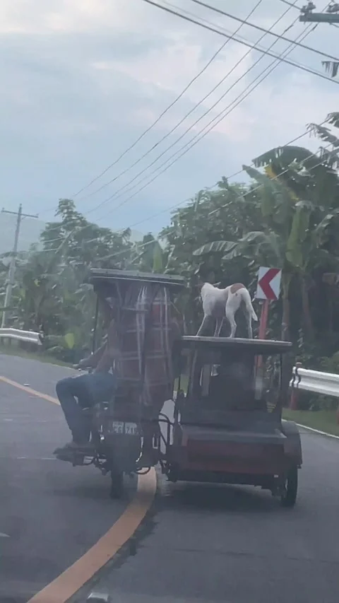 Dog Riding on Top of Tricycle in the Phi... | Stock Video | Pond5