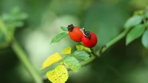 Waste Hips Stock Videos – Royalty-Free HD & 4K Videos | Pond5