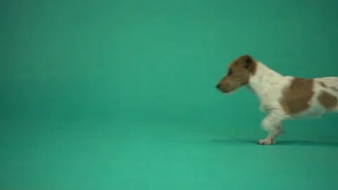 dog running on green screen | Stock Video | Pond5