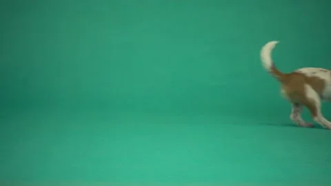 dog running on green screen | Stock Video | Pond5