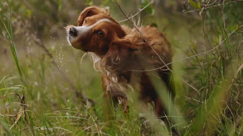 Next Day Pets Stock Videos – Royalty-Free HD & 4K Videos | Pond5