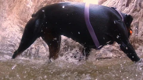 Shaking All Over Stock Videos – Royalty-Free HD & 4K Videos | Pond5