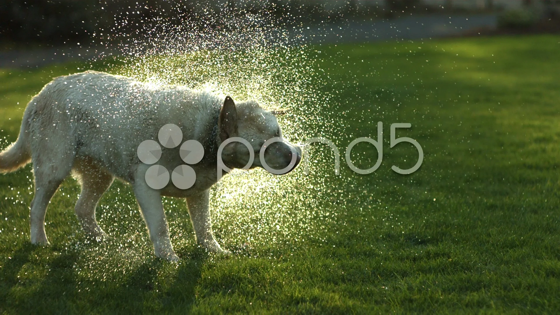 Why Do Dogs Shake Water On You