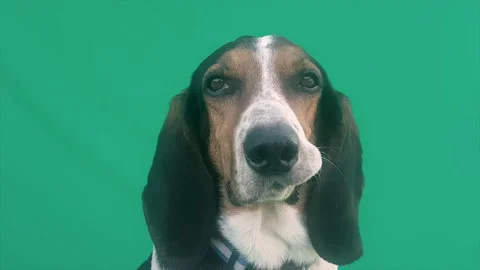 Dog with a silly look on his face in gre... | Stock Video | Pond5