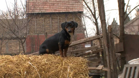 Dog Sitting Ranch Stock Videos – Royalty-Free HD & 4K Videos