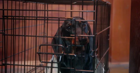 Dog is sitting in cage, saw is raised fo... | Stock Video | Pond5
