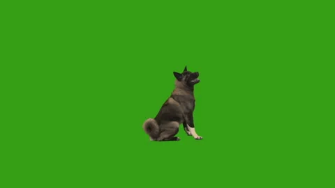 dog sitting on a green screen, side view | Stock Video | Pond5
