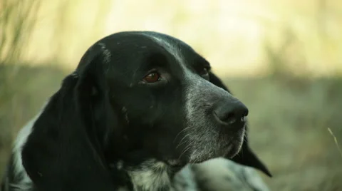 Sniffing The Wind Stock Videos – Royalty-Free HD & 4K Videos | Pond5