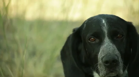 Sniffing The Wind Stock Videos – Royalty-Free HD & 4K Videos | Pond5