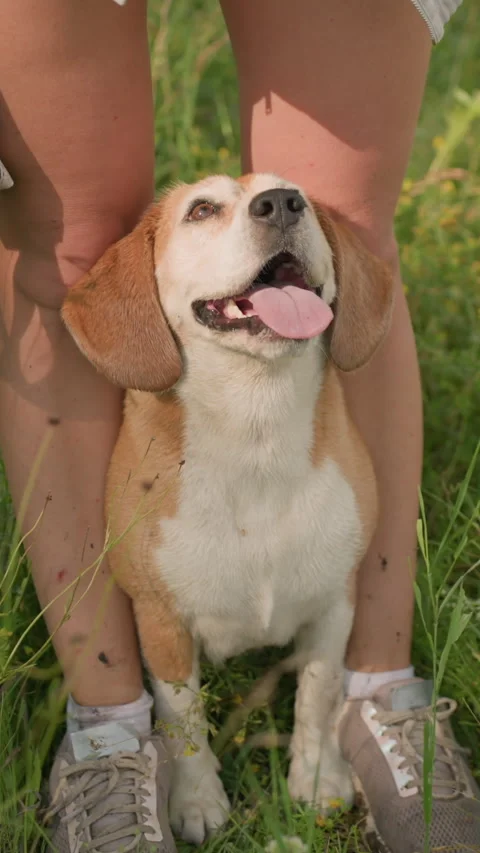 Dog Squatting Between Person's Legs with... | Stock Video | Pond5