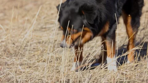 Dog Throwing Up Outside in Open Field Af... | Stock Video | Pond5