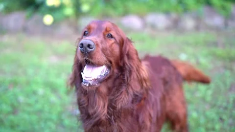 Dog Voice Stock Videos – Royalty-Free HD & 4K Videos | Pond5