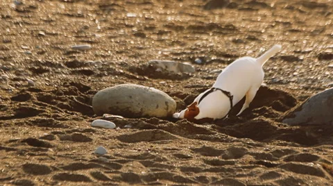 Dog is trying to dig up something hidden... | Stock Video | Pond5