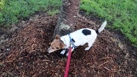 Dog urinating on a tree while out for a ... | Stock Video | Pond5