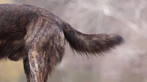 Hug Wag Stock Videos – Royalty-Free HD & 4K Videos