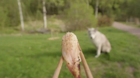 Dog waiting on grass rewarded for good b... | Stock Video | Pond5