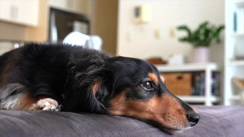 Dog waiting for its owner to arrive home | Stock Video | Pond5