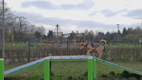 Dog walk obstacle. Agility obstacles. | Stock Video | Pond5