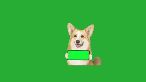 Dog welsh corgi on a green screen, chrom... | Stock Video | Pond5