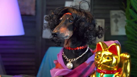 Coach Inmage Stock Videos – Royalty-Free HD & 4K Videos | Pond5