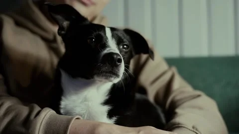 Dog Without Background Stock Videos – Royalty-Free HD & 4K Videos | Pond5