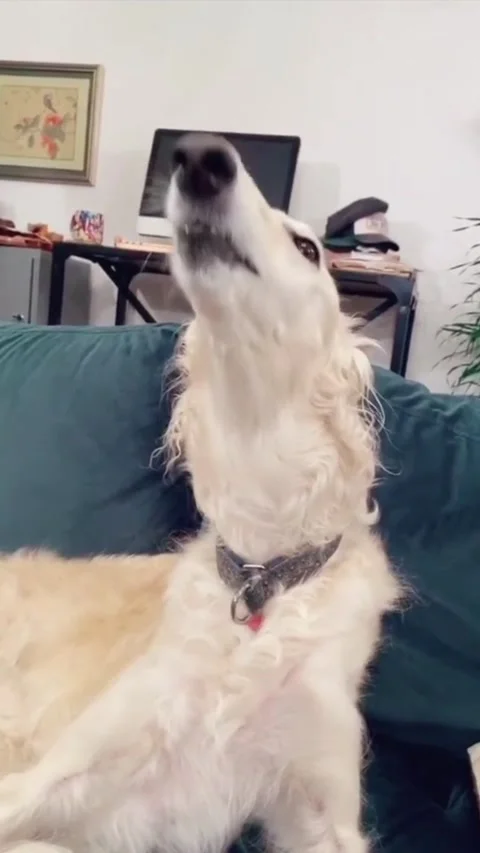 Doggo's Hilariously Strange Sounding How... | Stock Video | Pond5