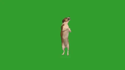 Green Screen Dancing Dog Stock Footage ~ Royalty Free Stock Videos | Pond5