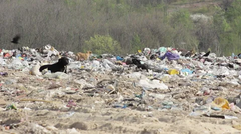 Dogs Eating Waste Stock Videos – Royalty-Free HD & 4K Videos | Pond5