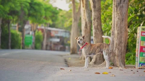 Dogs Barking Stock Video Footage | Royalty Free Dogs Barking Videos | Pond5