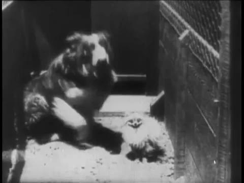 Boarding Dogs Stock Videos – Royalty-Free HD & 4K Videos | Pond5