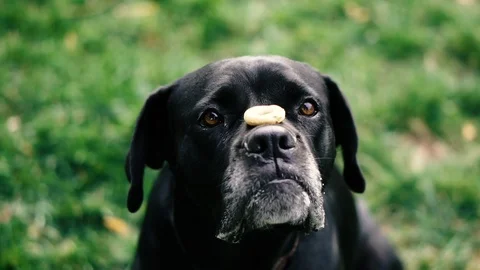 Dogs breed Cane Corso. The dog throws a ... | Stock Video | Pond5