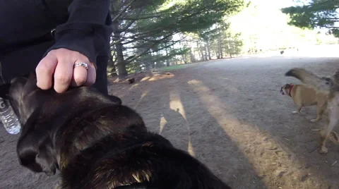 Dog's eye view - Running through a park ... | Stock Video | Pond5