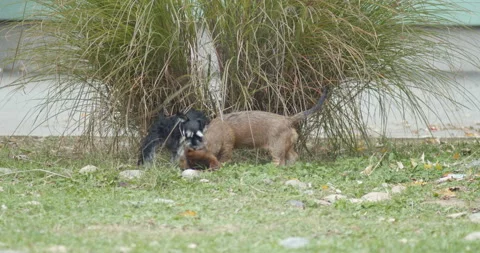 Dogs Running Around Stock Videos – Royalty-Free HD & 4K Videos