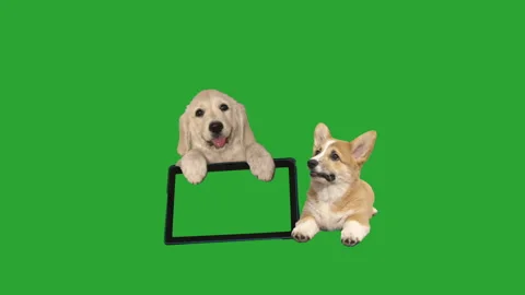 dogs on a green screen. electronic table... | Stock Video | Pond5