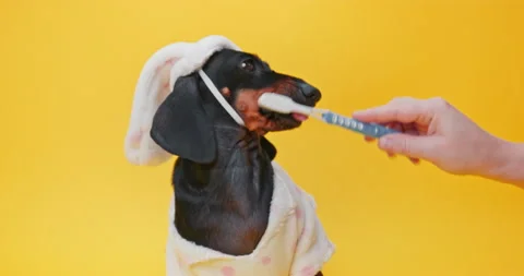 Dogs In Pajamas Stock Videos – Royalty-Free HD & 4K Videos | Pond5