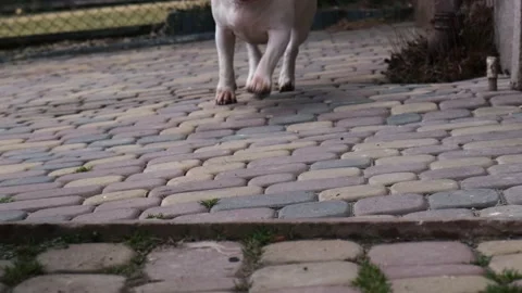 Bull Dog Running Stock Videos – Royalty-Free HD & 4K Videos | Pond5