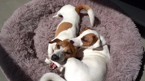 dogs playing game friendship top view | Stock Video | Pond5