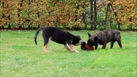 French Australians Stock Videos – Royalty-Free HD & 4K Videos