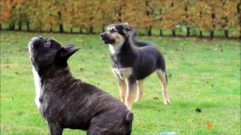 French Australians Stock Videos – Royalty-Free HD & 4K Videos