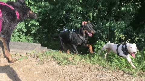 Dogs playing, run chase, enjoy a walk, 4... | Stock Video | Pond5