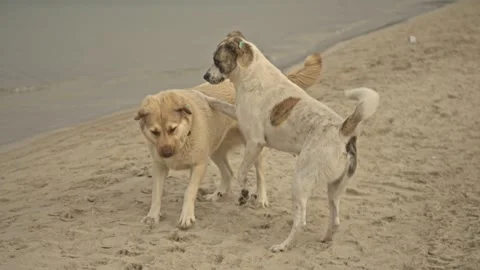 Animal Dog Mating Stock Video Footage | Royalty Free Animal Dog Mating ...