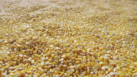 Dolly across hard corn kernels in bright... | Stock Video | Pond5