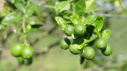 dolly, citrus fruit hanging on tree, lem... | Stock Video | Pond5