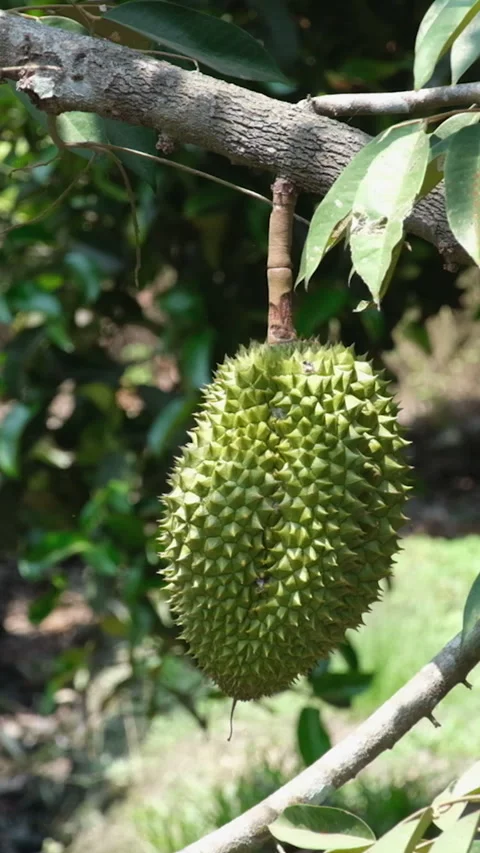 Durian Plantation Stock Footage ~ Royalty Free Stock Videos | Pond5