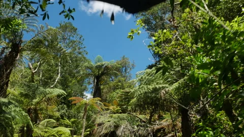 Dolly forward shot of tropical plants an... | Stock Video | Pond5