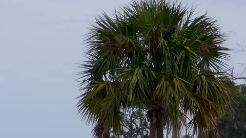 Dolly out on a palm tree next to Grand L... | Stock Video | Pond5